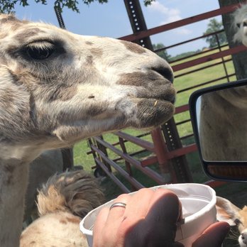 TENNESSEE SAFARI PARK - Updated August 2025 - 709 Photos & 130 Reviews ...