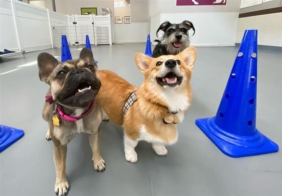 WAG HOTELS - DALLAS/FORT WORTH - Updated October 2025 - 56 Photos & 48 ...