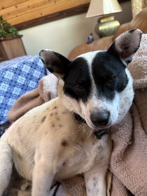 HIGH COUNTRY HUMANE - Updated October 2025 - 24 Photos & 24 Reviews ...