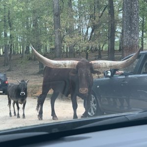 LAZY 5 RANCH - 800 Photos & 273 Reviews - 15100 Mooresville Rd ...