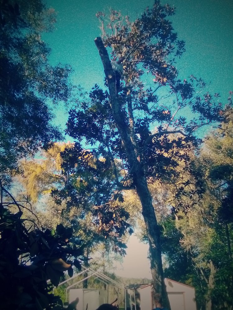 RICKY TREE - Request a Quote - Inverness, Florida - Tree Services ...