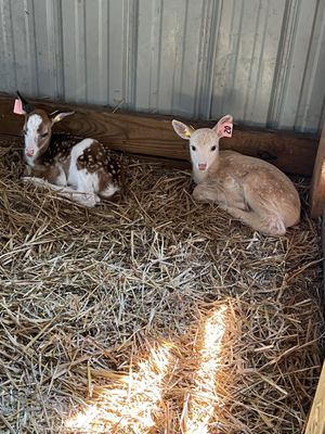 DEER RANCH - Updated October 2025 - 104 Photos & 32 Reviews - 1540 US-2 ...