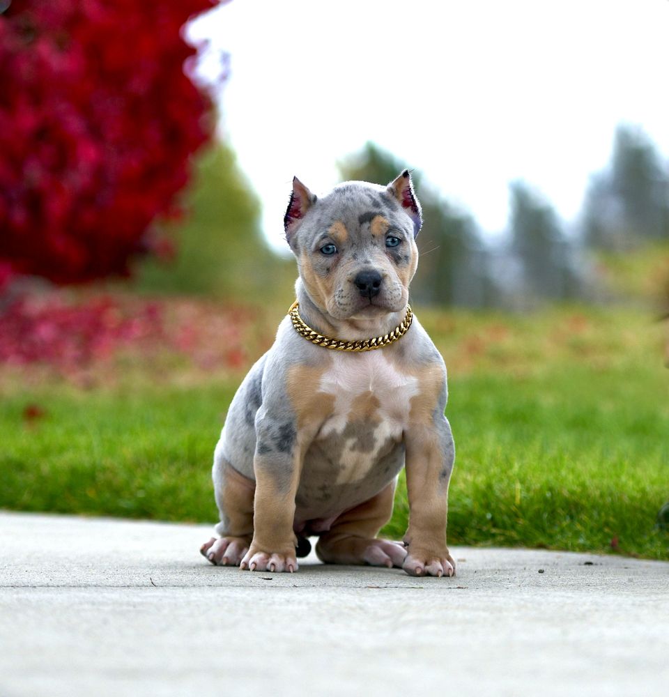 SWAG KENNELS - Updated December 2025 - Request Information - 48 Photos ...