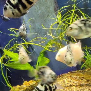 THE REEF AQUARIUM SHOP - 115 Photos & 61 Reviews - 5613 N Keystone Ave ...