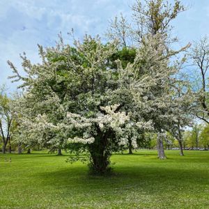 STIGLMEIER PARK - Updated May 2025 - 183 Photos & 40 Reviews - 500 ...