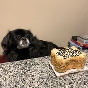 LE MARCEL BAKERY FOR DOGS - 234 Photos & 149 Reviews - 2066 Union St ...