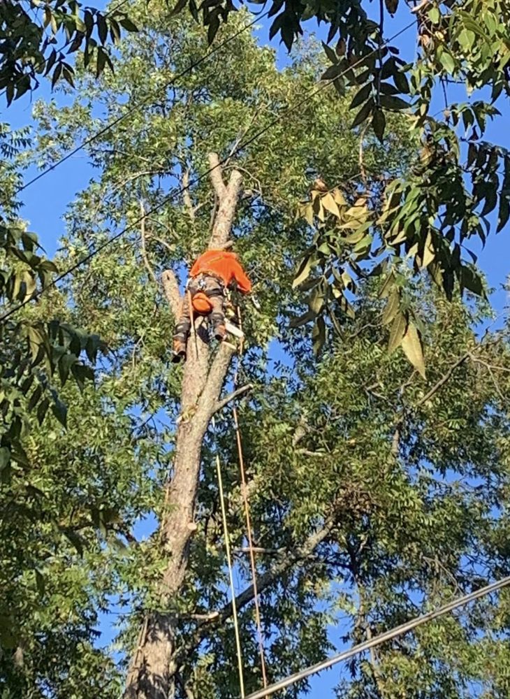 MANTIS TREE CARE - Updated October 2025 - Request a Quote - 24 Photos ...