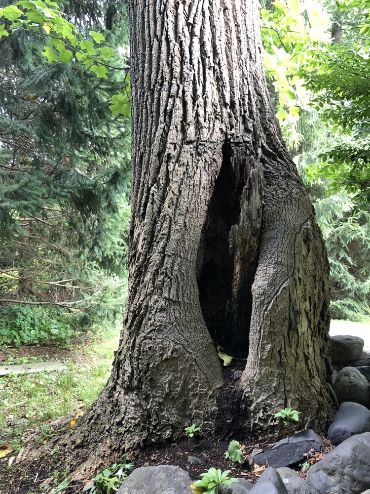 PINE HILL TREE SERVICE - Updated September 2025 - 13 Reviews - 45 ...