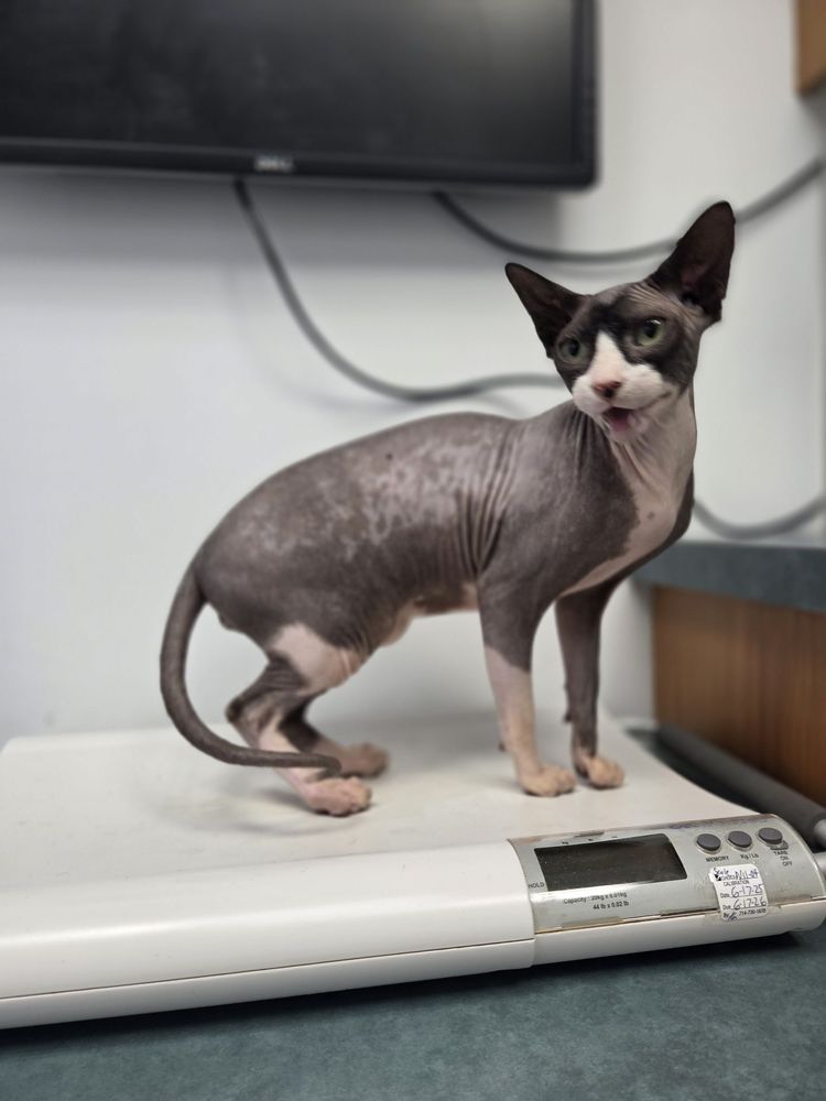 VIP ANIMAL HOSPITAL - Updated January 2026 - 185 Photos & 363 Reviews ...