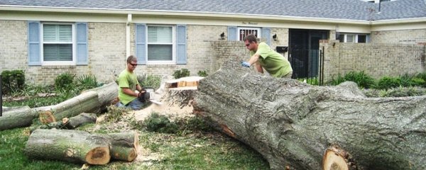 TREE SERVICE CALGARY - Updated January 2025 - 25 Photos - 538 ...