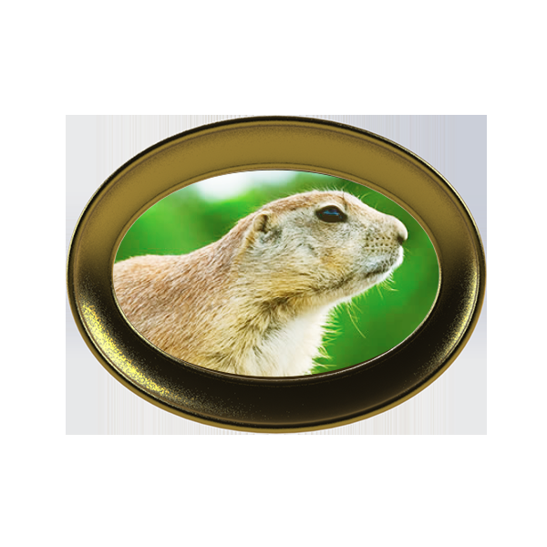 GOLDEN GOPHER DELIVERY - Updated May 2024 - Request a Quote - Catalina ...