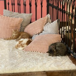 DON’T STRESS MEOWT - CAT CAFE - Updated July 2025 - 291 Photos & 31 ...