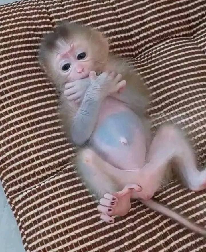 GENERAL MONKEY FOR ADOPTION - Updated July 2024 - Request Information ...