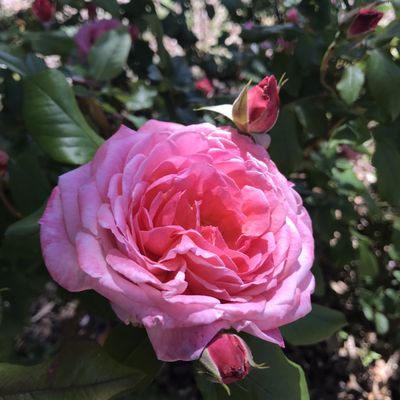 HARVEY CORNELL ROSE PARK - Updated October 2025 - 1320 Galisteo Pkwy ...