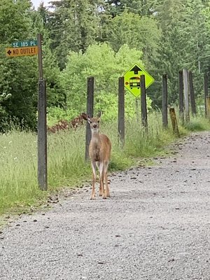 LAKE YOUNGS TRAIL - Updated April 2025 - 16145 SE Old Petrovitsky Rd ...