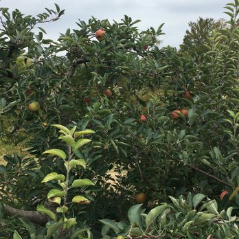 STYER ORCHARD - Updated July 2024 - 81 Photos & 55 Reviews - 97 Styers ...