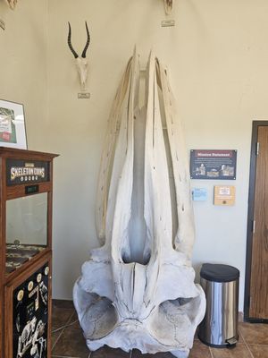 SKELETONS MUSEUM OF OSTEOLOGY - Updated October 2025 - 552 Photos & 165 ...