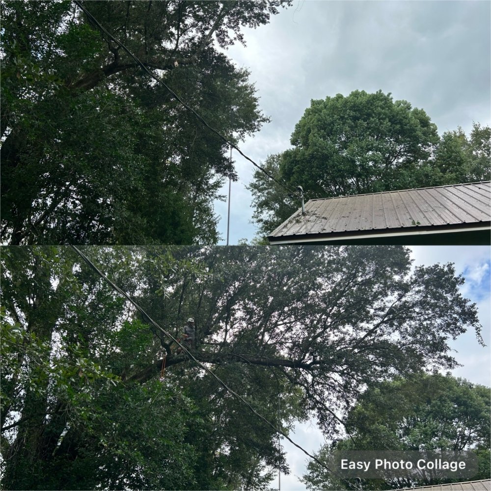 CLEAR VIEW TREE SERVICE - Updated October 2024 - Request a Quote - 32 ...