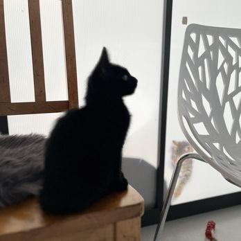 KITTY KISSES CAT CAFE - Updated August 2025 - 158 Photos & 66 Reviews ...