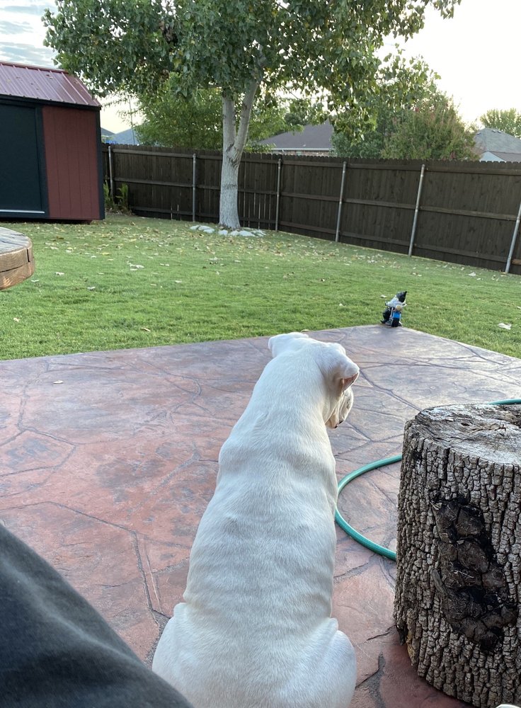 POOP 911 - Updated June 2025 - Plano, Texas - Pet Waste Removal - Phone ...