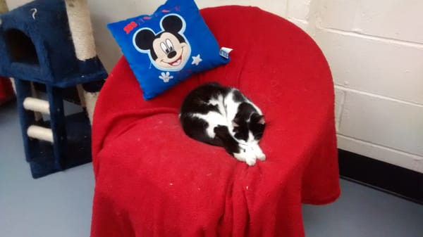 MILLSTREAM ANIMAL SHELTER - Updated January 2025 - Millstream Lane ...