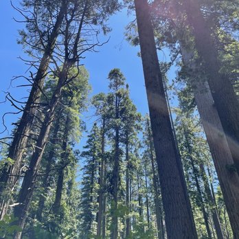 CALAVERAS BIG TREES STATE PARK - Updated August 2024 - 1101 Photos ...