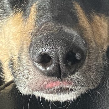 CASTRO VALLEY ANIMAL HOSPITAL - Updated July 2024 - 96 Photos & 334 ...