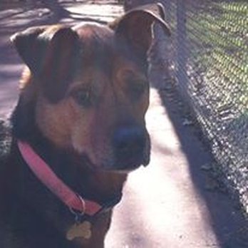 JABULA DOG ACADEMY - Updated October 2025 - 13 Photos & 28 Reviews - 32 ...