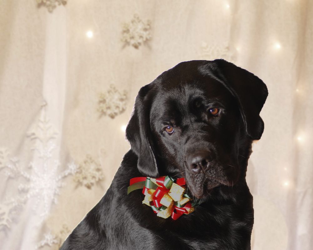 ZEN PAWS PET SPA - Updated October 2025 - 20 Photos - 160 Gateway Blvd ...