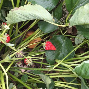 PICHA FARMS - Updated October 2025 - 68 Photos & 38 Reviews - 6502 52nd ...