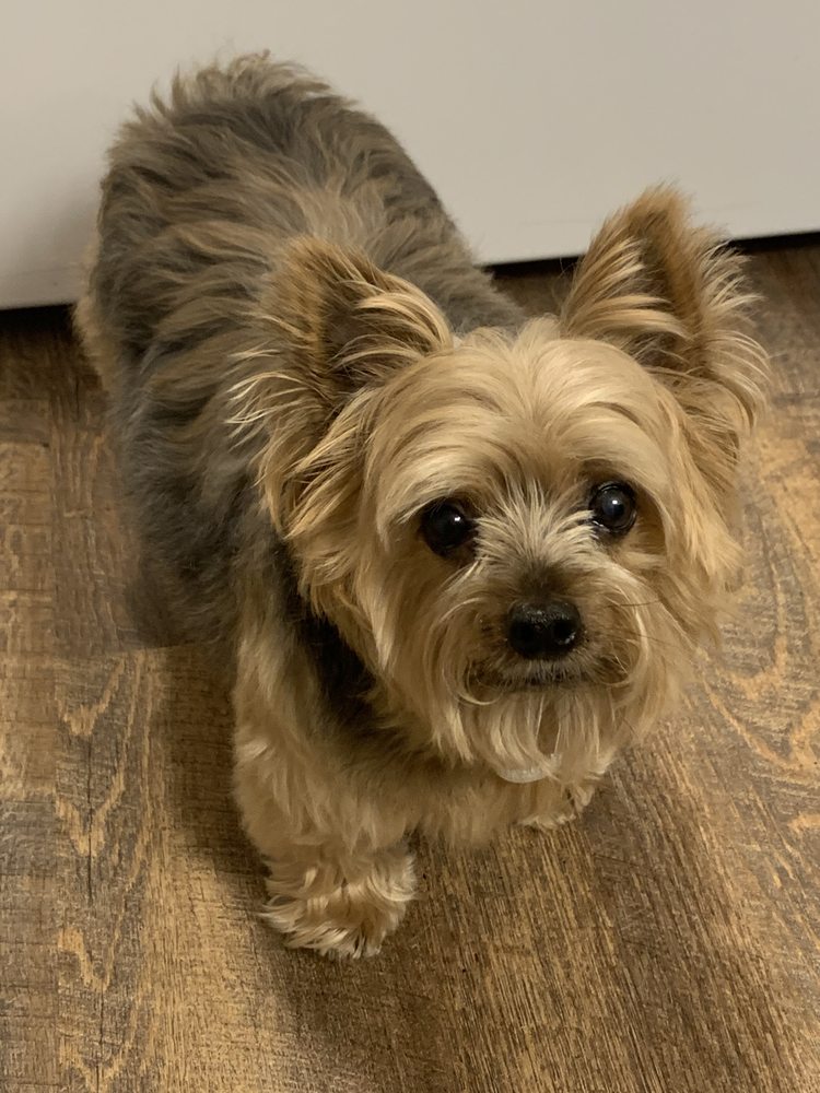 THE REGIONAL VETERINARY REFERRAL CENTER - Updated December 2025 - 28 ...