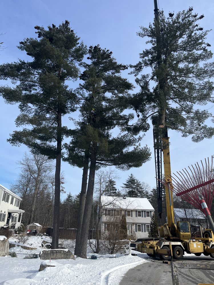 JC TREE & EXCAVATION - Updated January 2026 - Request a Quote ...