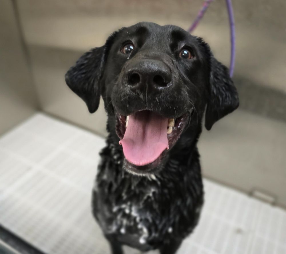 PAWVILLE - Updated January 2026 - 15 Photos & 35 Reviews - 661 Tucker ...