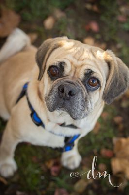 HUMANE SOCIETY LONDON & MIDDLESEX - Updated May 2026 - 624 Clarke Road ...