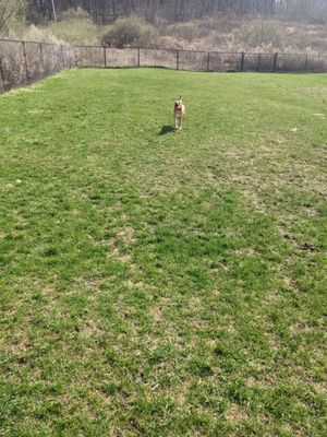 DANBURY DOG PARK - Updated October 2025 - 76 Miry Brook Rd, Danbury ...