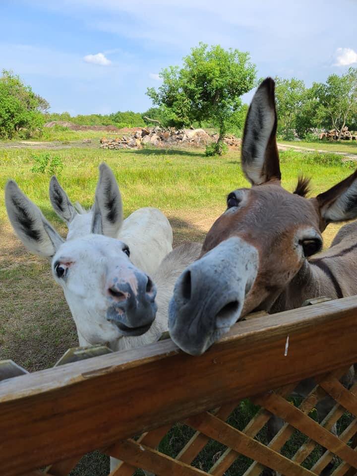 TURQUOISE ACRES RANCH - Updated April 2024 - 39 Photos - 3550 Schlipf ...