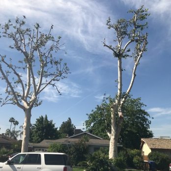 RANCHO TREE SERVICE - Updated July 2024 - 37 Photos & 30 Reviews ...