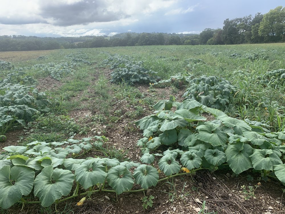 TRUE BLUE FARM - Updated August 2025 - 14 Photos - 8720 Rasley Hill Rd ...