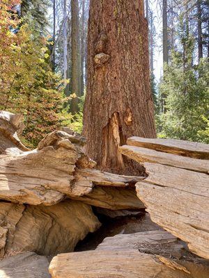 TUOLUMNE GROVE OF GIANT SEQUOIAS - Updated October 2025 - 58 Photos ...