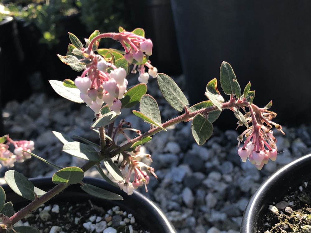 GROWING WORKS NURSERY - Updated December 2025 - 36 Photos - 1736 S ...