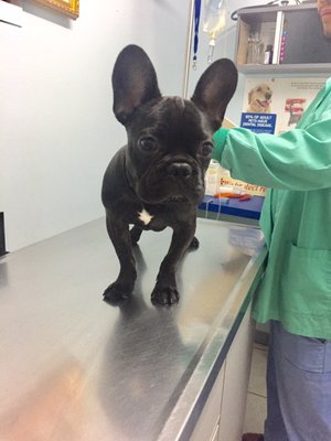 MERRICK BLVD ANIMAL HOSPITAL - Updated October 2025 - 10 Photos & 16 ...