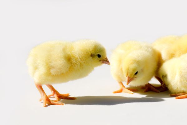 MOYER’S CHICKS - Updated December 2025 - 27 Photos & 12 Reviews - 266 E ...