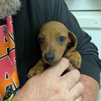 YUPPY PUPPY - Updated May 2026 - 292 Frantz Rd, Stroudsburg ...