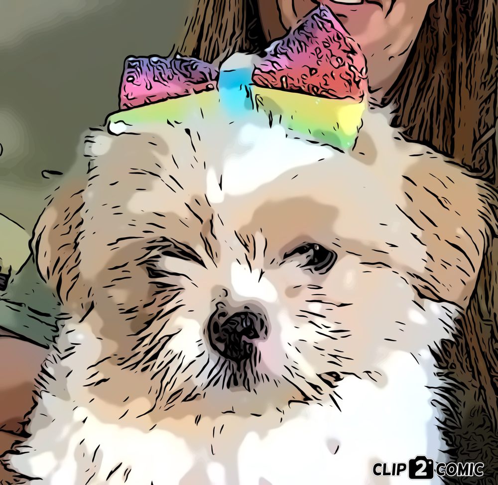 DESTINATION PET CARE - Updated July 2025 - Albuquerque, New Mexico ...