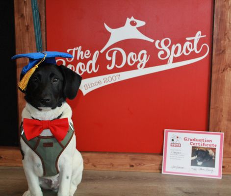 THE GOOD DOG SPOT - Updated December 2025 - 27 Photos & 31 Reviews - 35 ...