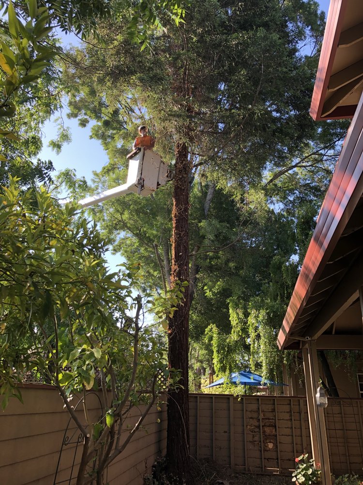 DISCOUNT TREE SERVICE - Updated July 2025 - 58 Photos & 24 Reviews ...