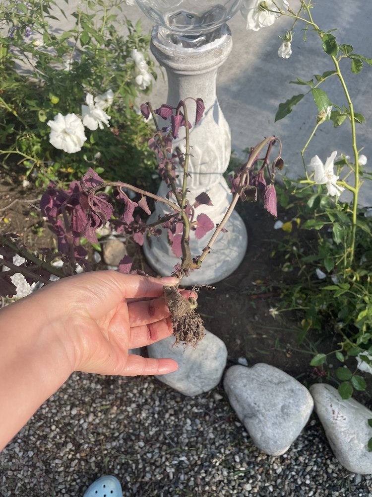 SILVA TREE SERVICE - Updated July 2025 - 28 Reviews - Ontario ...