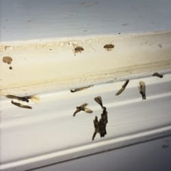 DODSON PEST CONTROL - 16 Photos - Pest Control - 73 Lawson Rd SE ...