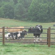 HOWLING COW DAIRY EDUCATION CENTER AND CREAMERY - 127 Photos & 41 ...