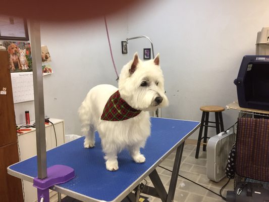 DEBBIE TERNAN’S DOG & CAT GROOMING - Updated October 2025 - 12 Photos ...